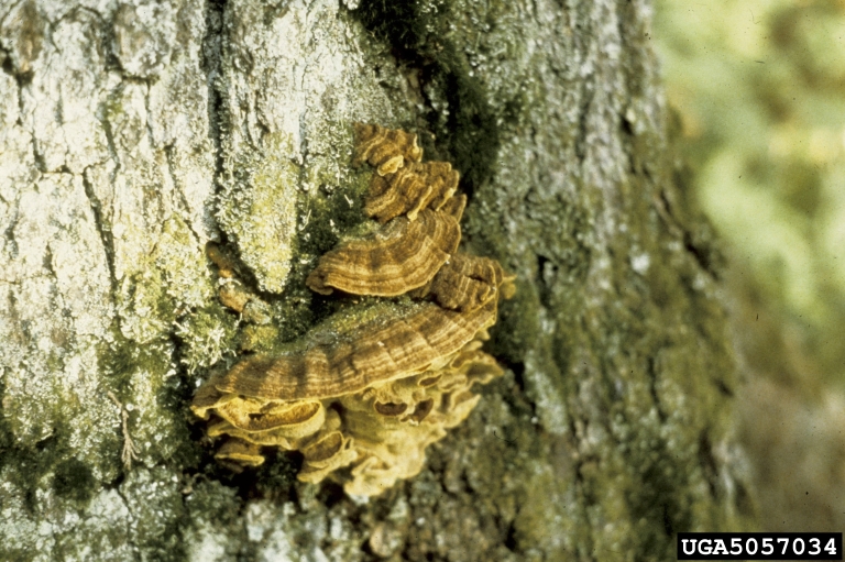 red ring rot (Porodaedalea pini (Brot.) Murrill)