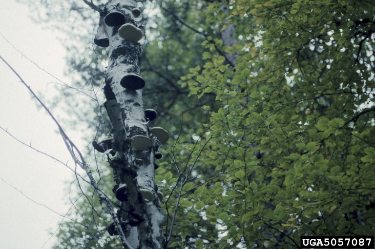 birch conk (Piptoporus betulinus)