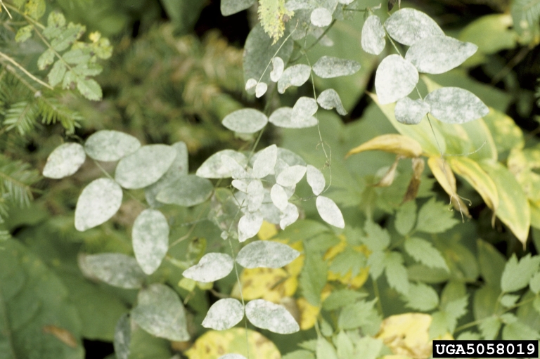 powdery mildew (Erysiphe lonicerae DC.)
