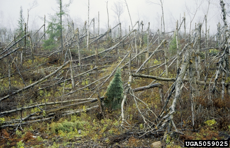 root lifting, soil heaving, and windthrow