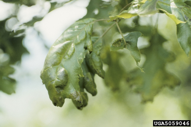 oak leaf blister (Taphrina caerulescens (Desmaz. & Mont.) Tul.)