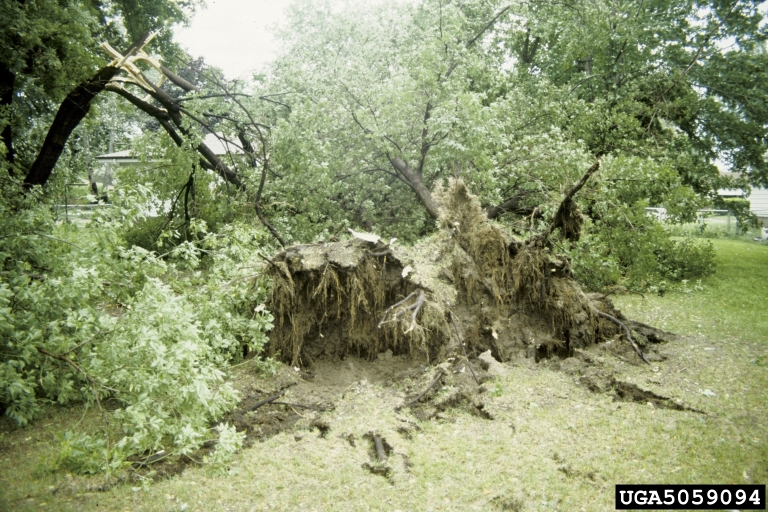 root lifting, soil heaving, and windthrow