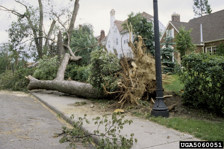 root lifting, soil heaving, and windthrow