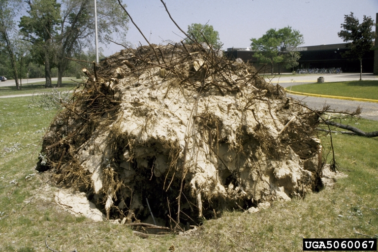 root lifting, soil heaving, and windthrow
