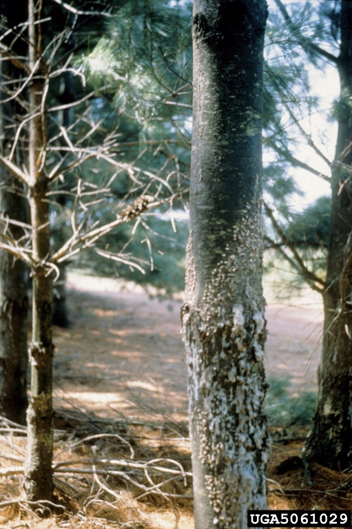 white pine blister rust (Cronartium ribicola)