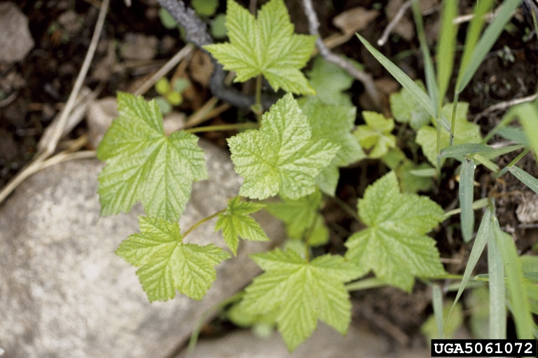 currant (Genus Ribes L.)