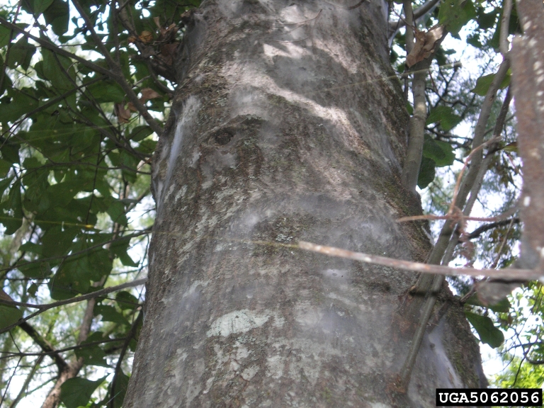 bark lice (family Psocidae) (Family Psocidae)