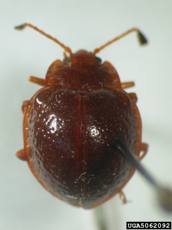 handsome fungus beetle (Amphix archetypus)