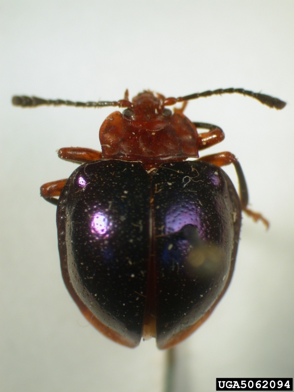 handsome fungus beetle (Amphix auratus violaceus)