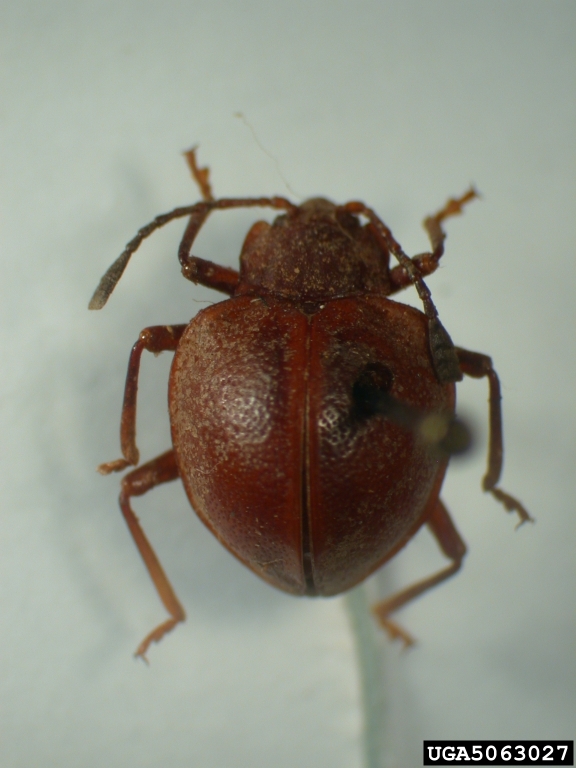handsome fungus beetle (Amphix marginatus ferrugineus)