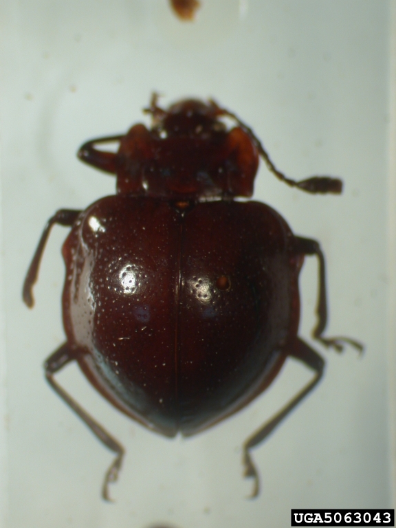 handsome fungus beetle (Amphix singularis Pic)