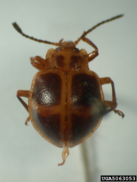 handsome fungus beetle (Amphix vestitus cinctus (Fabricius))
