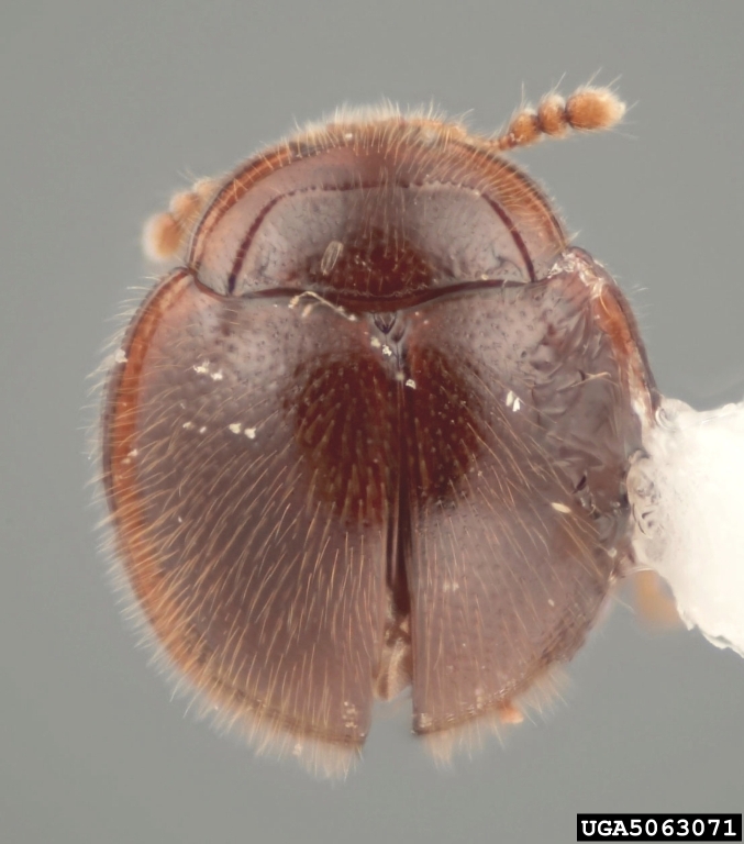handsome fungus beetles (Genus Anamorphus)