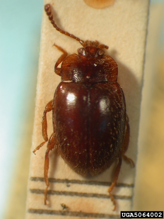 handsome fungus beetle (Anidrytus arrowi Strohecker)