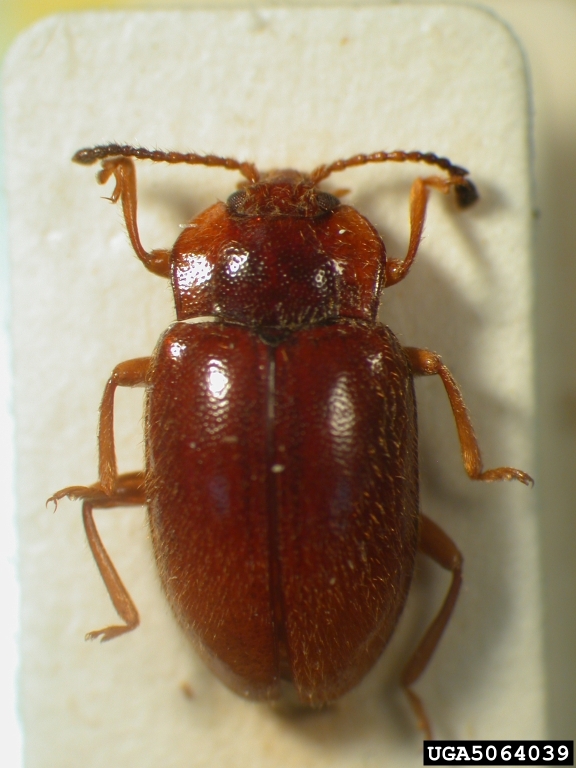 handsome fungus beetle (Anidrytus stenus)