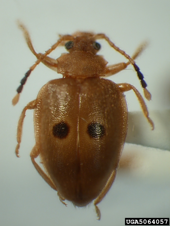 handsome fungus beetle (Archipines grandis)