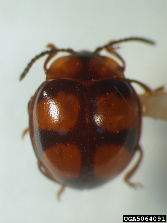 handsome fungus beetle (Beccariola coccinella Arrow)