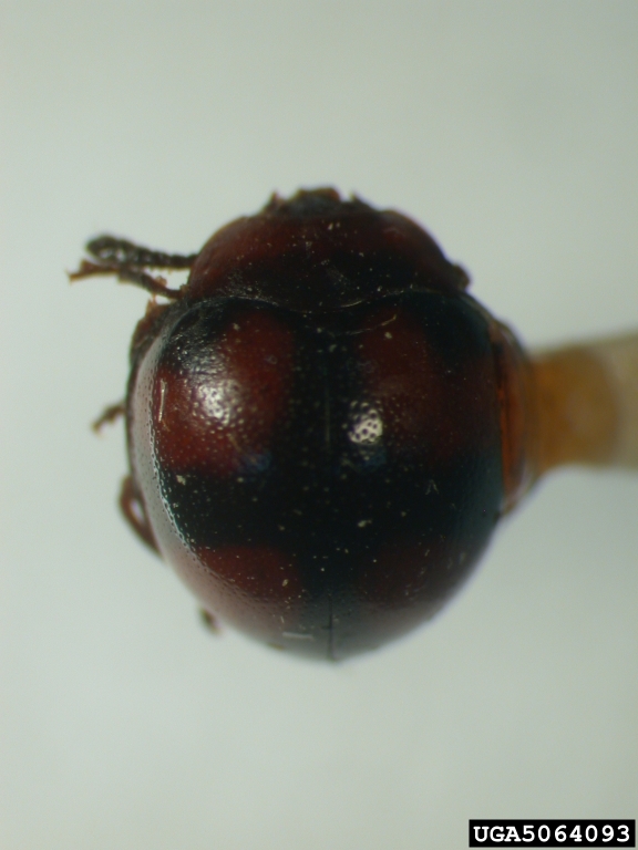 handsome fungus beetle (Beccariola laeta (Arrow))
