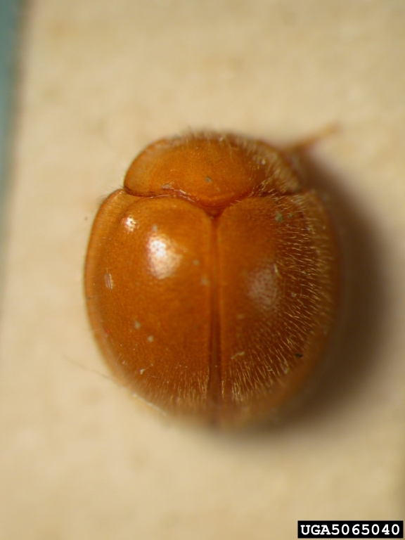 handsome fungus beetle (Bystus drakei (Weise))