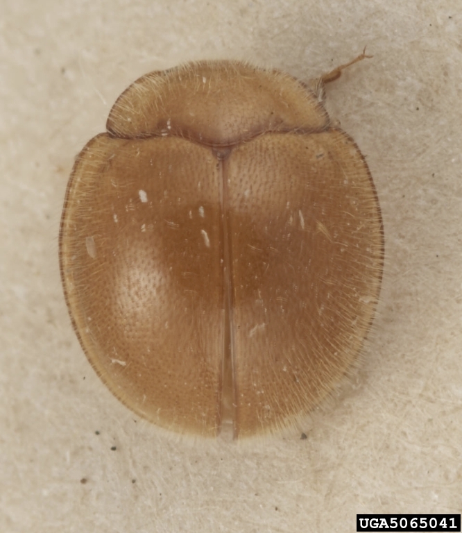 handsome fungus beetle (Bystus drakei (Weise))