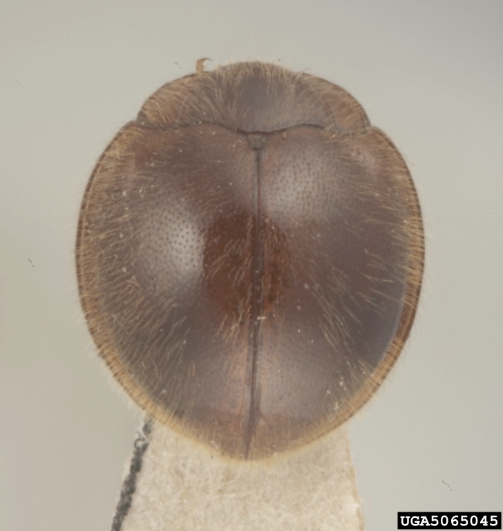 handsome fungus beetle (Bystus fibulatus)