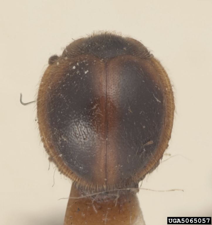 handsome fungus beetle (Bystus limbatus (Gorham))