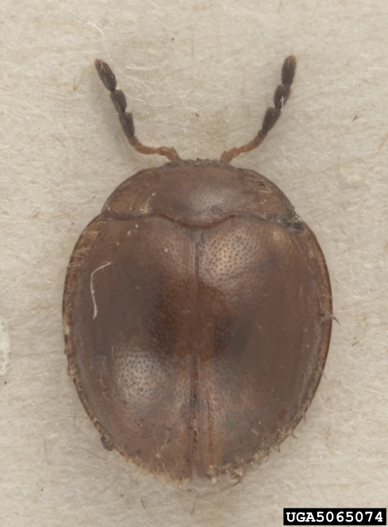 handsome fungus beetle (Bystus rhizobioides (Gorham))