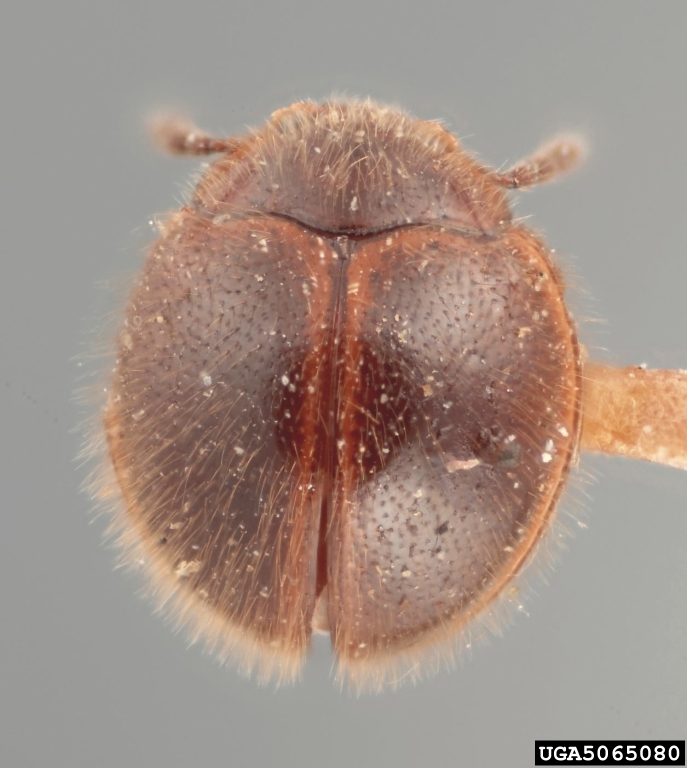 handsome fungus beetle (Bystus ulkei)