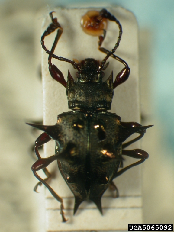 handsome fungus beetle (Cacodaemon armatus (Gorham))