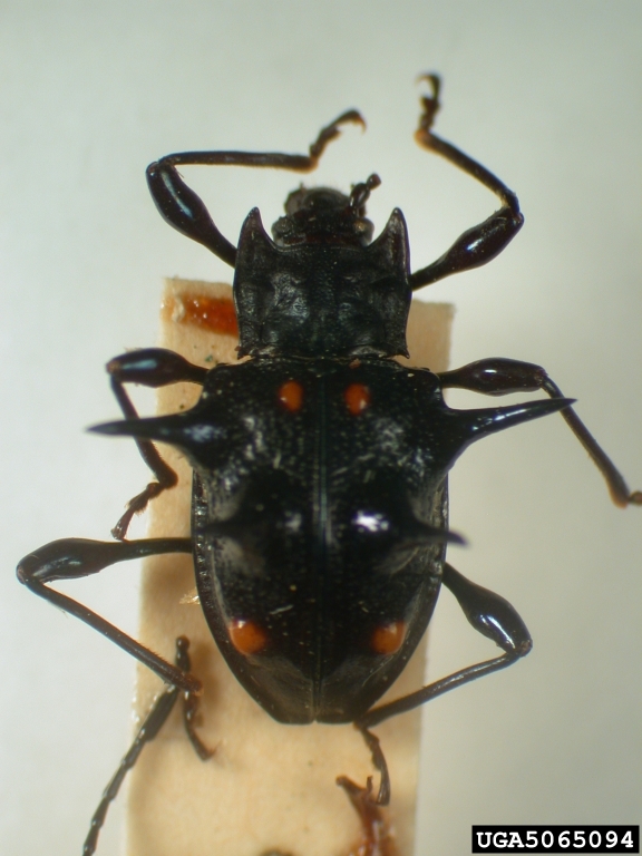 handsome fungus beetle (Cacodaemon arrowi Strohecker)