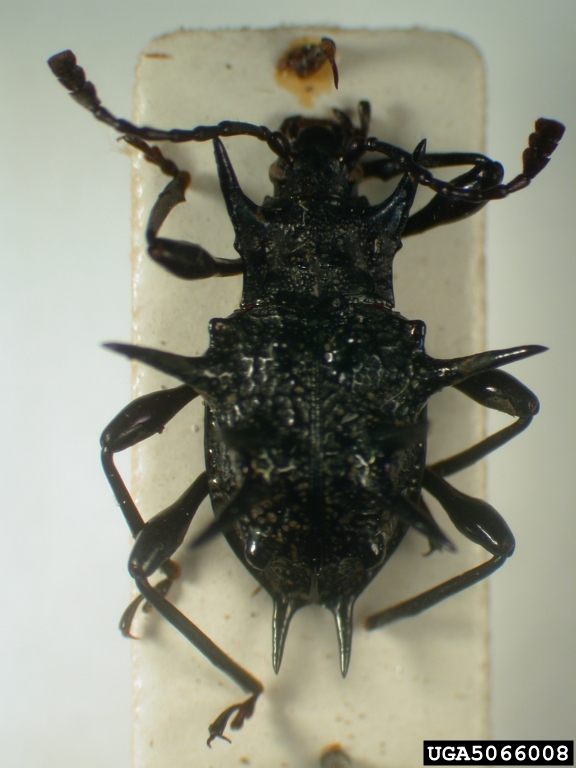 handsome fungus beetle (Cacodaemon satanas (Thomson))