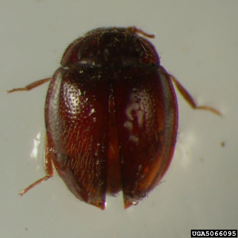 handsome fungus beetle (Clemmus troglodytes Hampe)