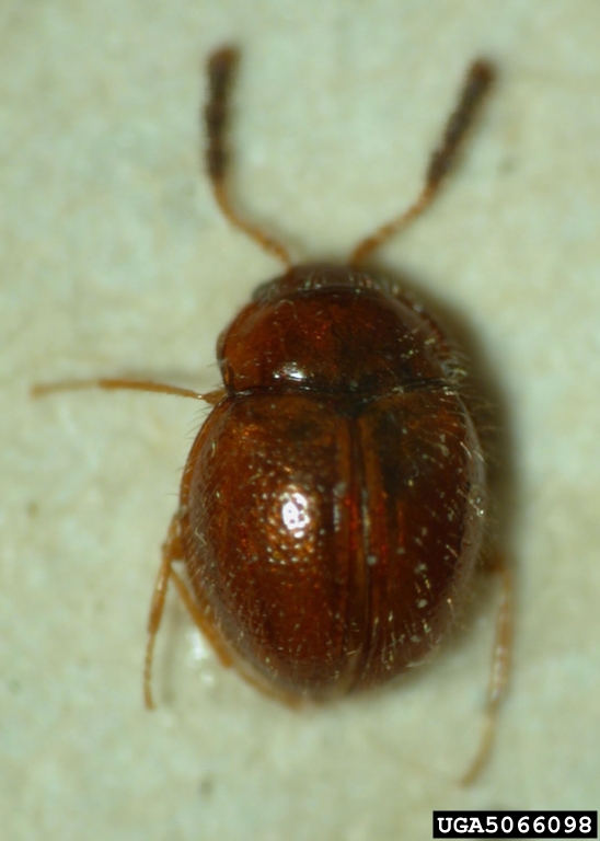 handsome fungus beetle (Coryphus biroi)
