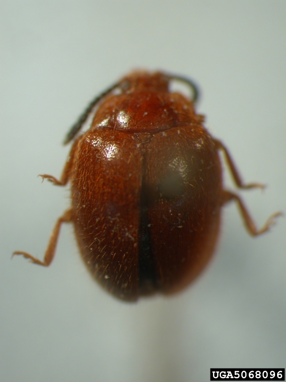handsome fungus beetles (Genus Ephebus Gerstaecker)