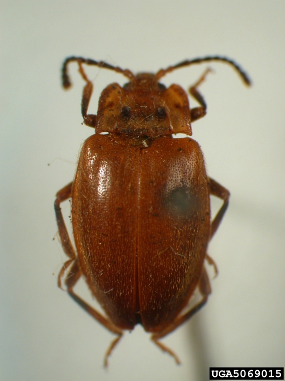 handsome fungus beetle (Epipocus gorhami)