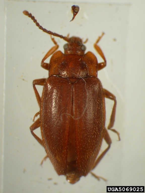 handsome fungus beetle (Epipocus opacus)