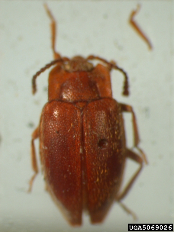 handsome fungus beetle (Epipocus opacus)
