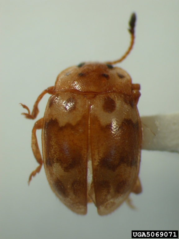 handsome fungus beetle (Epopterus notatus Strohecker)