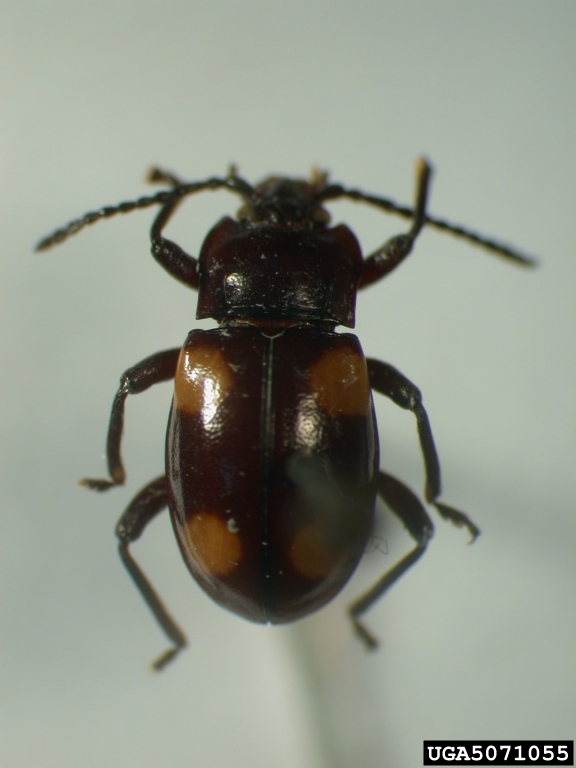handsome fungus beetle (Indalmus malayanus Arrow)