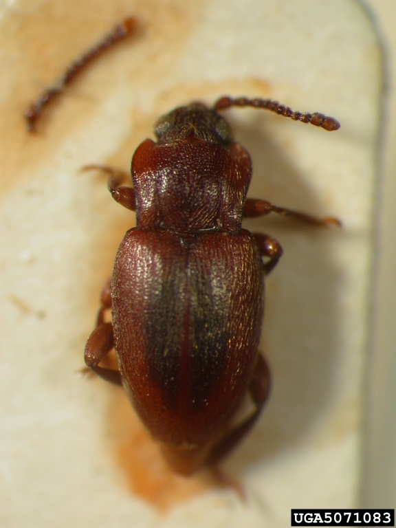 handsome fungus beetle (Lycoperdina mus Arrow)