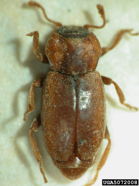 ladybird beetle (Mimolithophilus capensis Arrow, 1920)