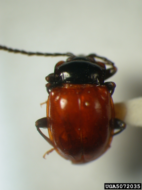 handsome fungus beetle (Mycetina longicornis Strohecker)