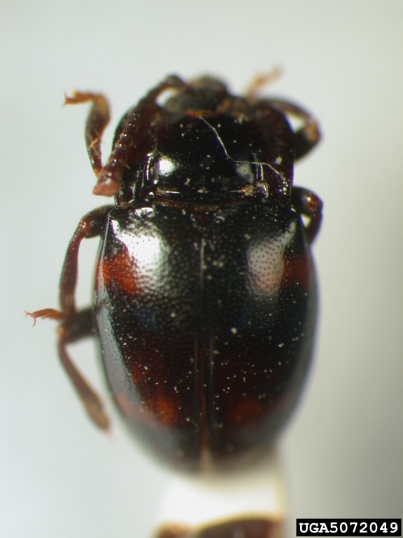 handsome fungus beetle (Mycetina similis (Chujo))