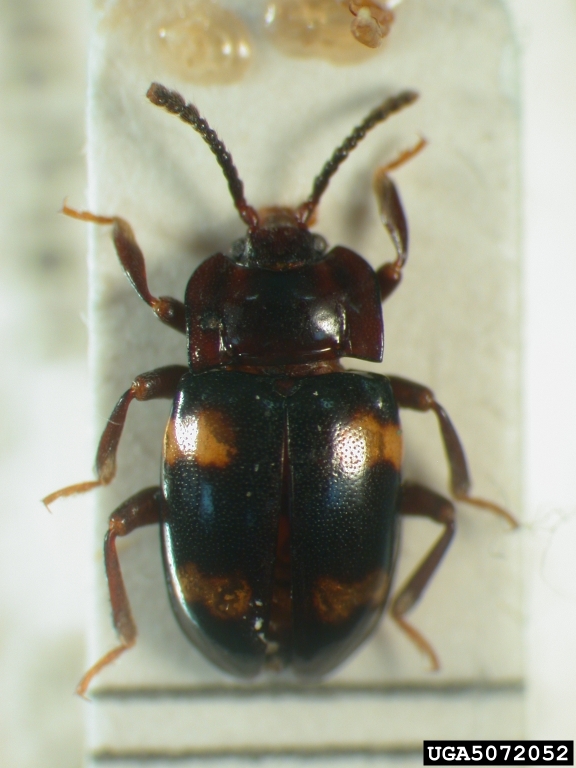 handsome fungus beetle (Mycetina variicornis (Arrow))
