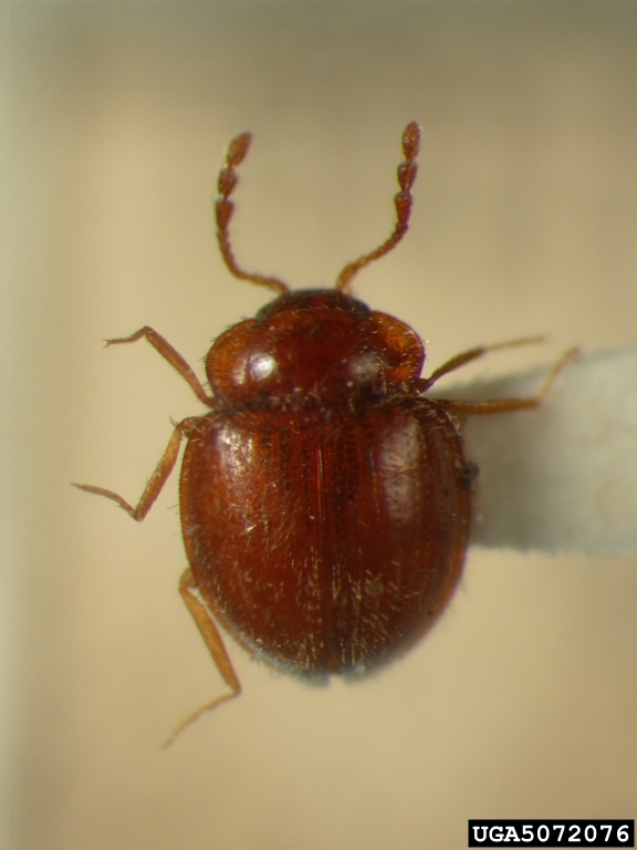 handsome fungus beetle (Parasymbius philippinensis Arrow)