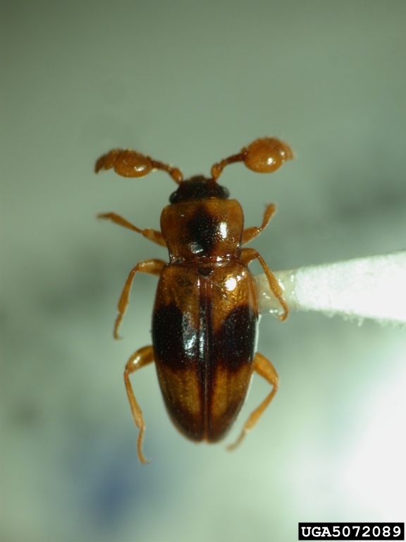 handsome fungus beetle (Phymaphora pulchella Newman)