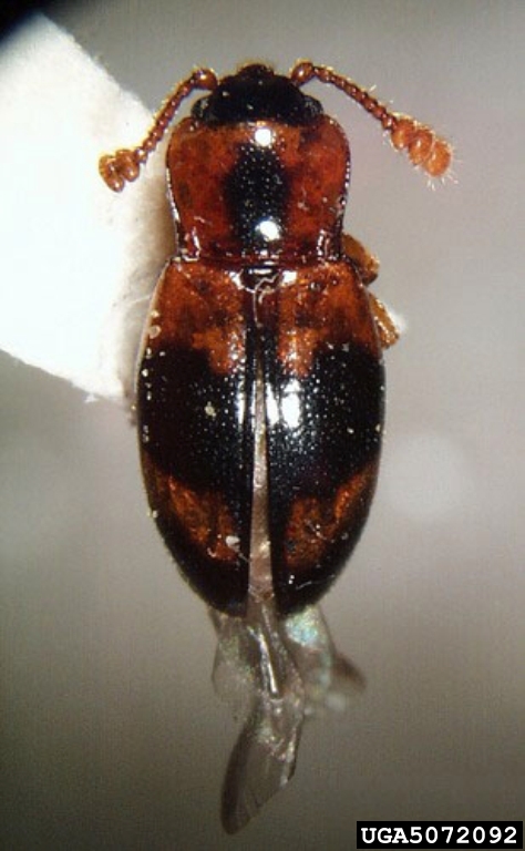 handsome fungus beetle, Phymaphora pulchella (Coleoptera: Endomychidae ...