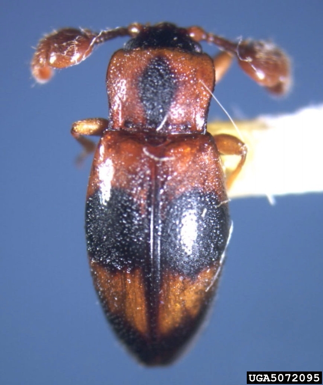 handsome fungus beetle (Phymaphora pulchella Newman)