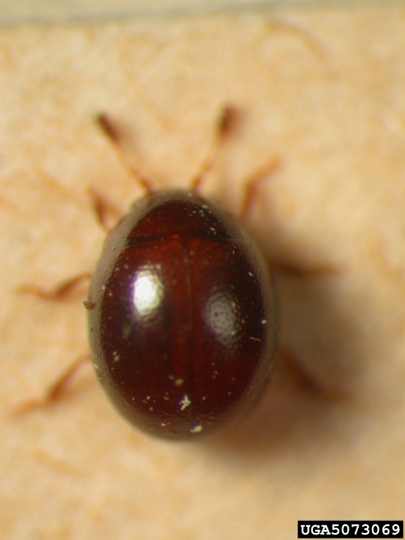 Alexid beetle (Sphaerosoma hemisphaericum Ganglbauer)