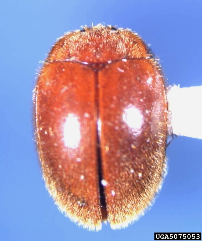 handsome fungus beetle (Stenotarsus subtilis Arrow)